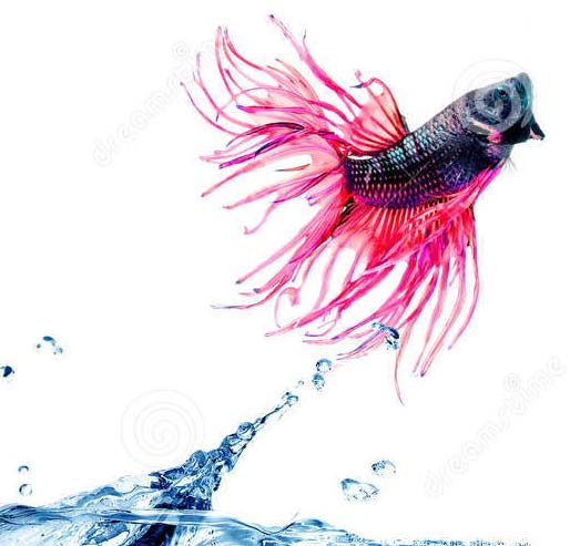 Top 12 Betta Fish Toys | Fish Care
