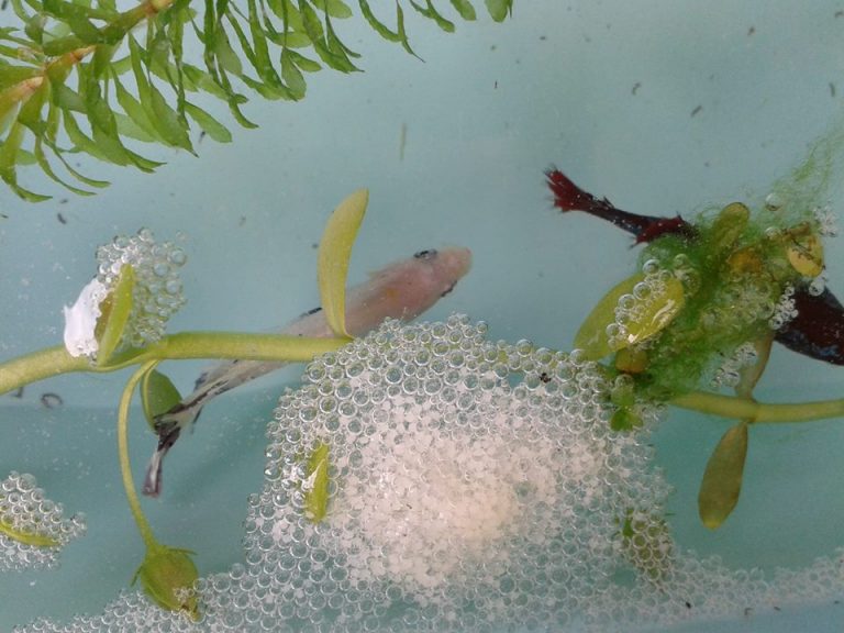 Betta Growth From Birth - Fish Care