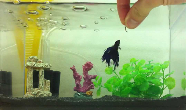Feeding Bettas - A Complete Guide to Feeding Your Betta - Fish Care