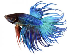 Bettas 101 - Fish Care