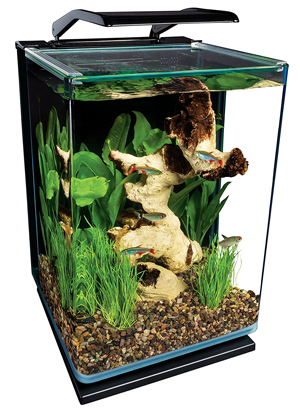 The Cost of Setting Up and Caring for a Betta Fish - Fish Care